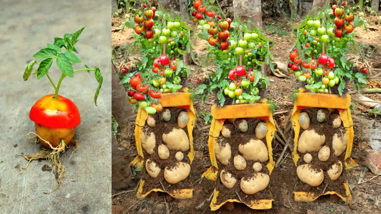 unique skill Tomato and Potato plant grafting| how to grow tomato plant ...