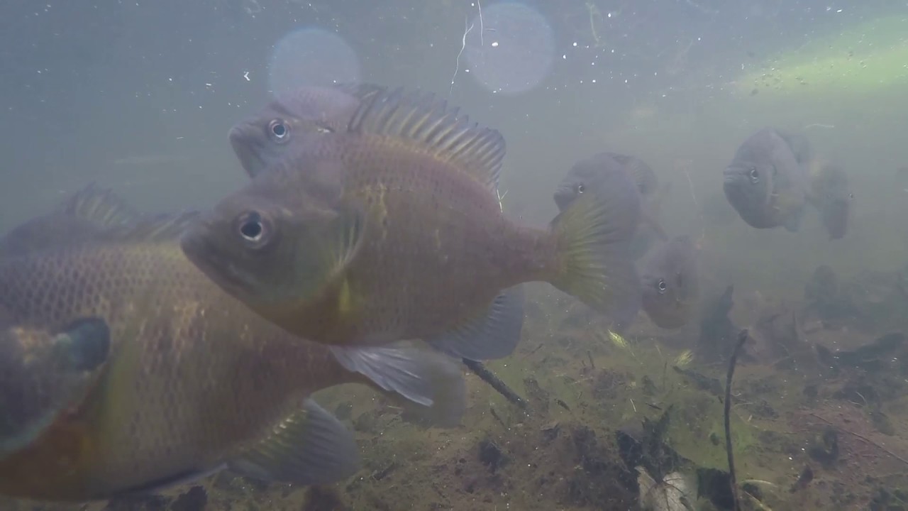 Hanging out with the sunnies~ A cool underwater view~ - YouTube