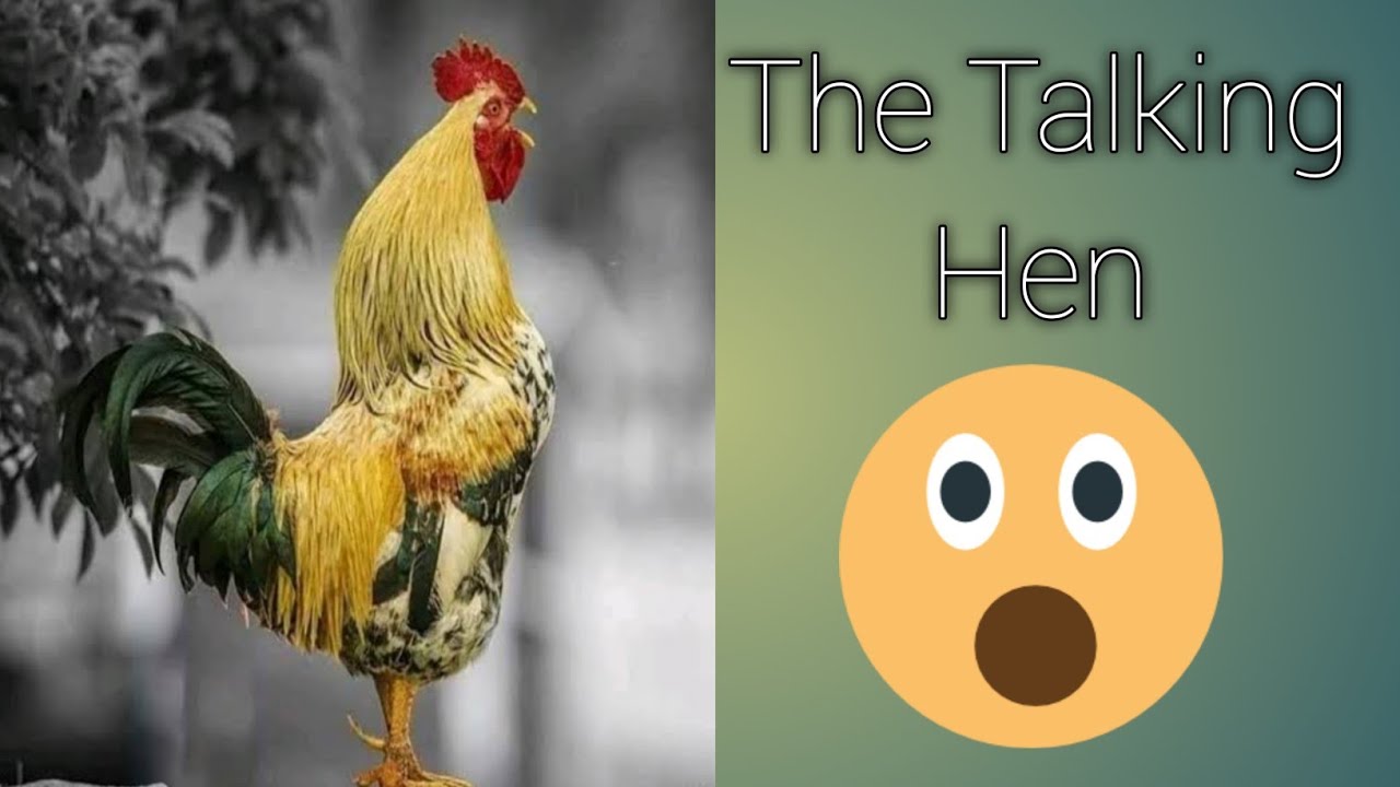 The Talking Hen - YouTube