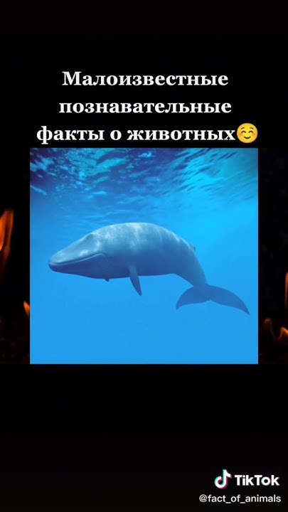 Малоизвестные факты Youtube