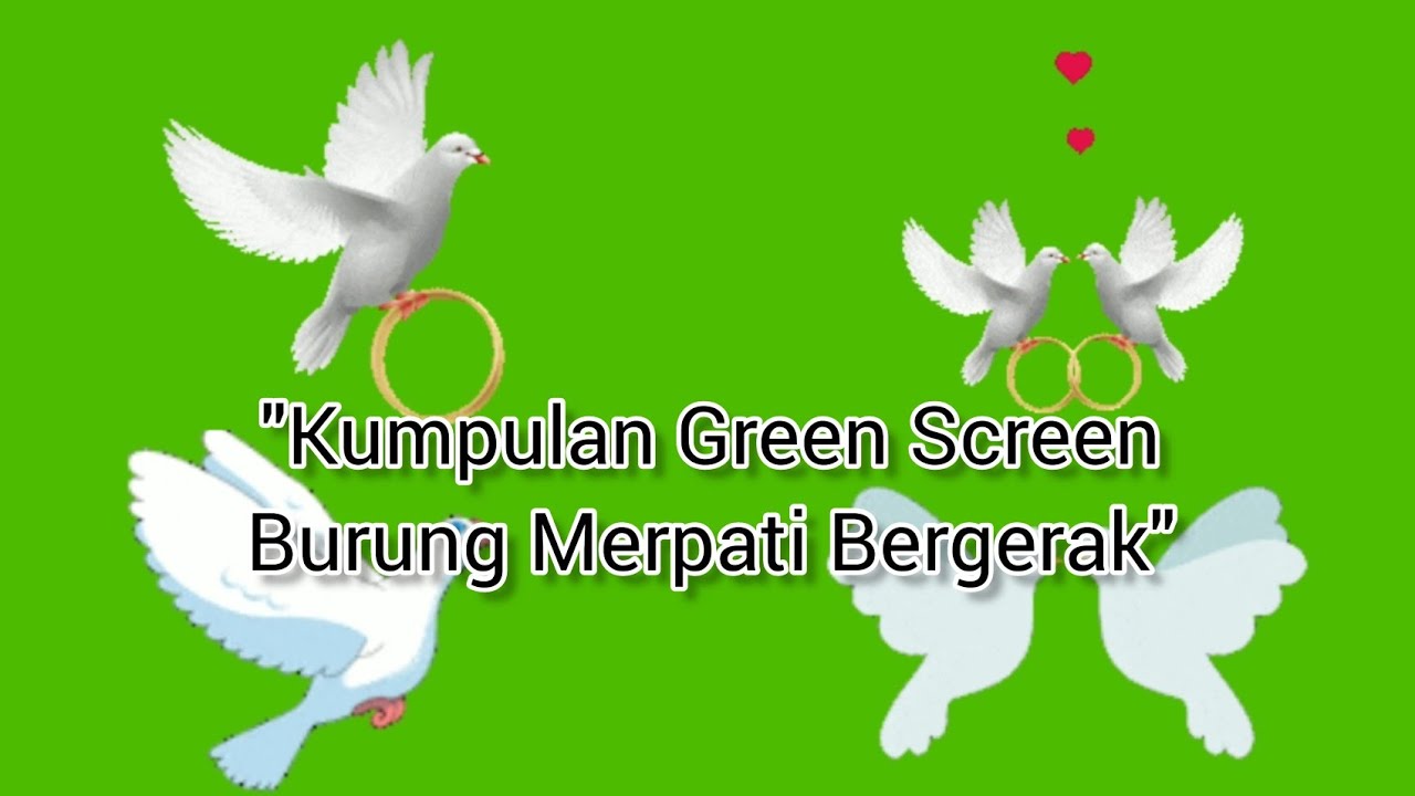 kumpulan green screen burung merpati bergerak #greenscreenbergerak # ...