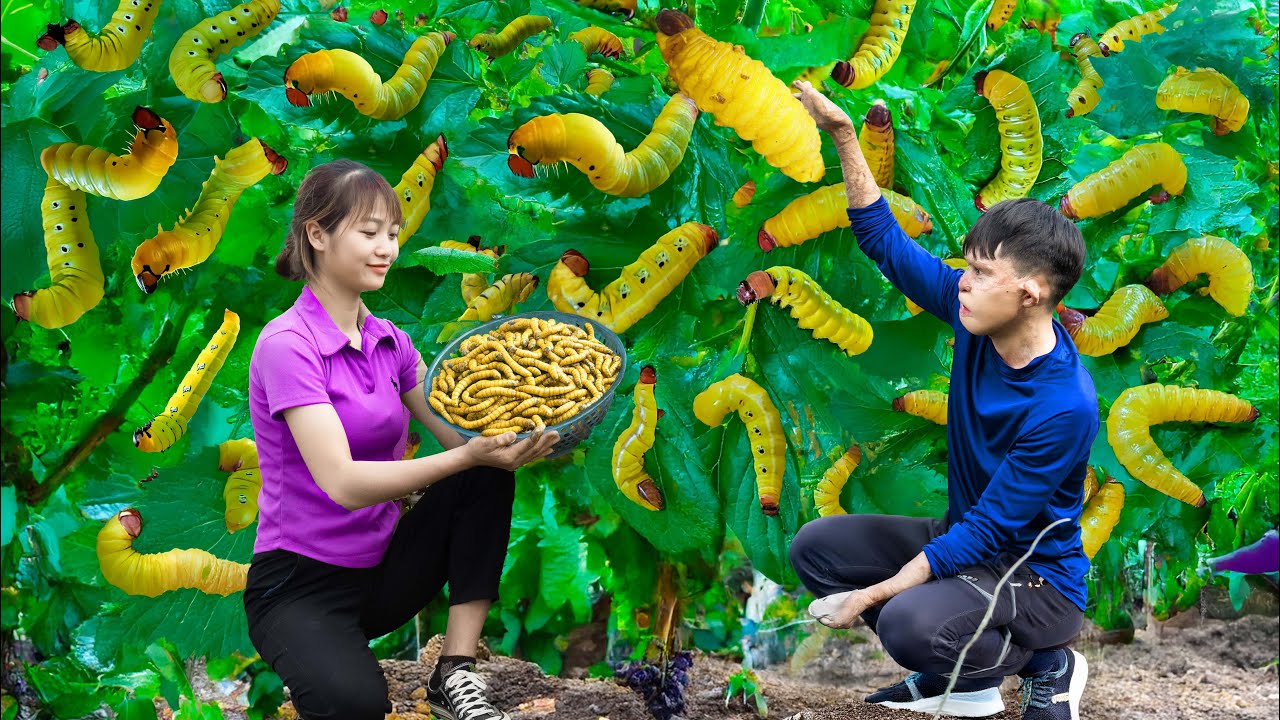 UNBELIEVABLE Harvesting millions of Ghostly Insects & processing into ...