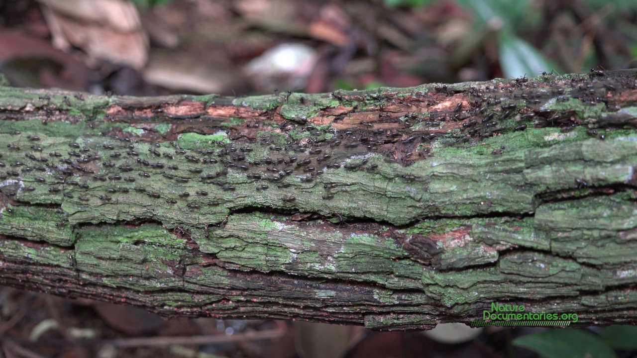 Open-air Processional Column Termites Foraging in Bukit Timah Nature ...