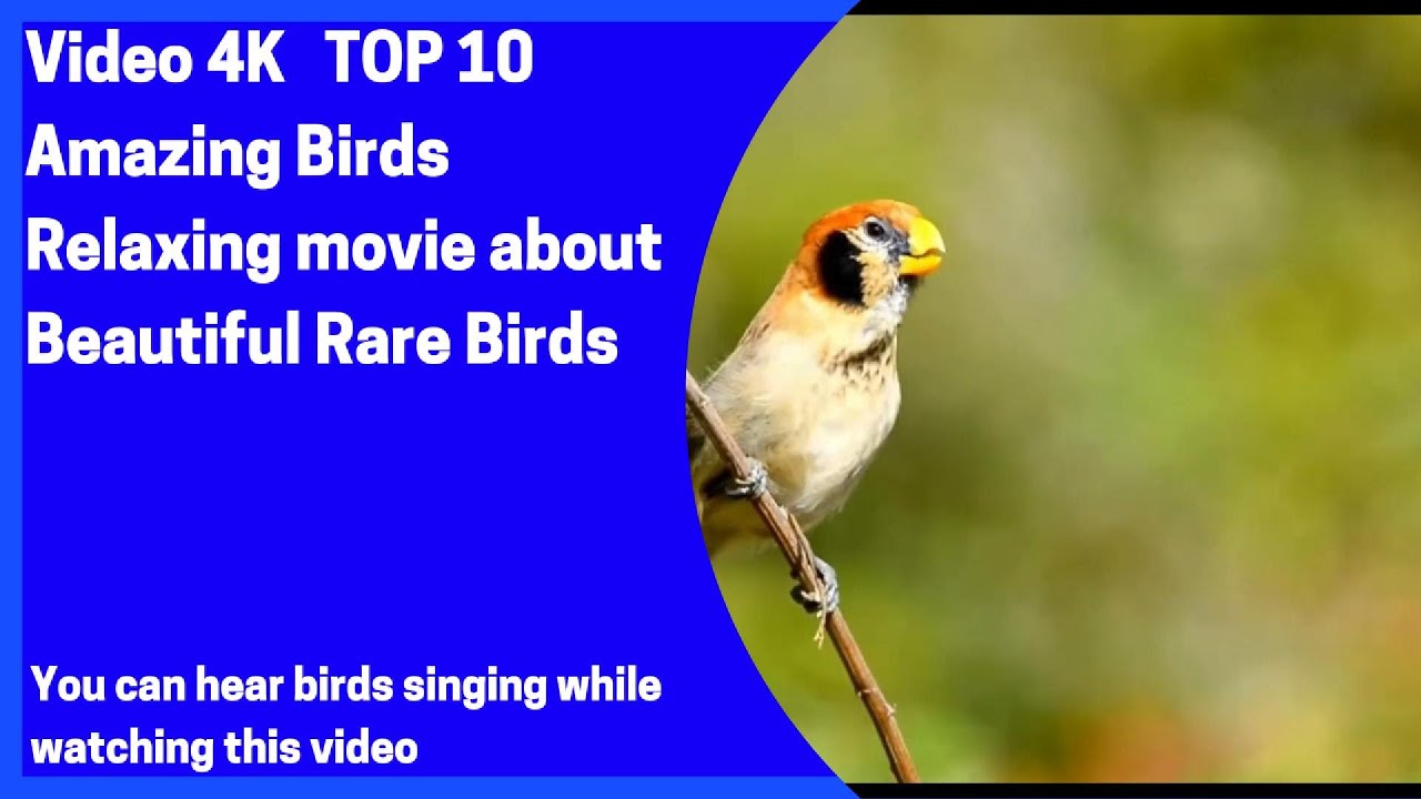 4K Video TOP 10 Amazing Birds Relaxing movies about rare, beautiful ...