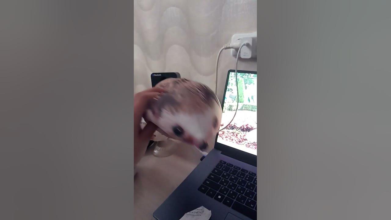 хренобус ест пончик - YouTube