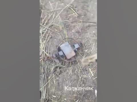 Ногозахватующий капкан тайга номер 4 на лисицю - YouTube