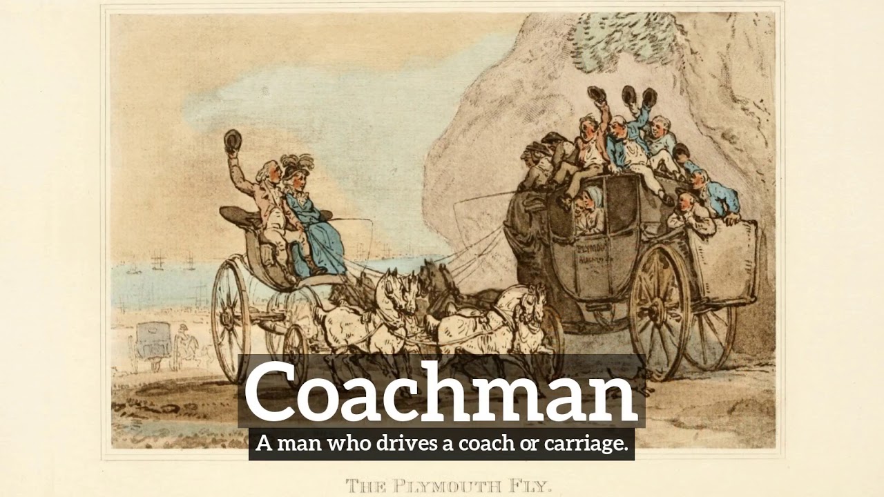 How Does Coachman Look? | What is Coachman? | How to Say Coachman in ...