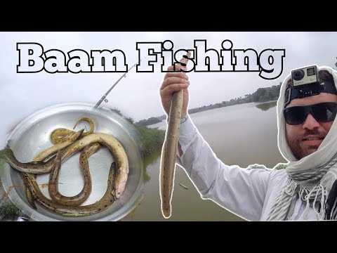 Amazing Baam Catching😯 / Eel Fishing with Rod🎣 / Traditional Way Baam ...