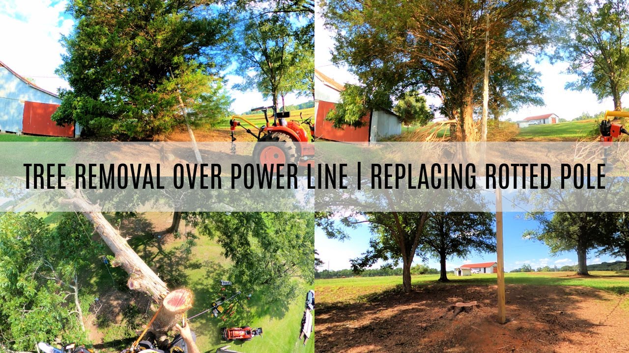Cutting a Tree Down Over a Power Line - YouTube