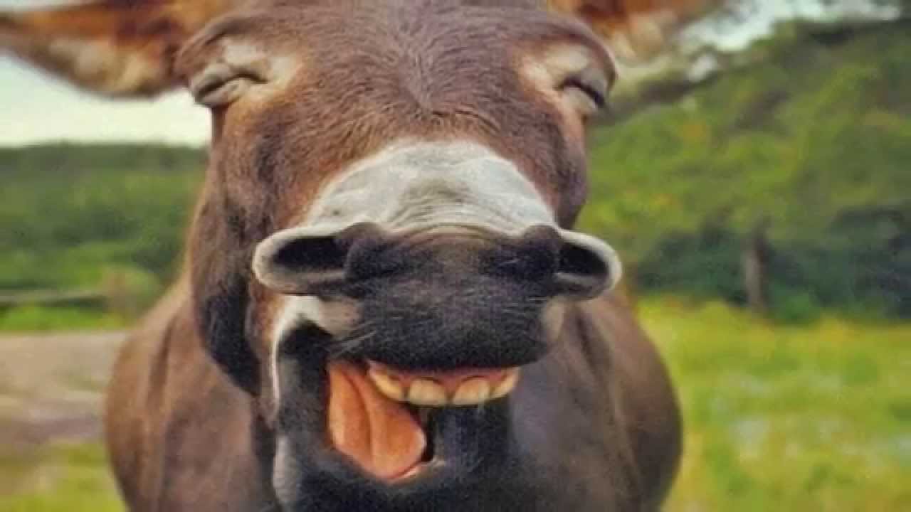 Çok Tatlı Gülümseyen 10 Sevimli Hayvan - YouTube