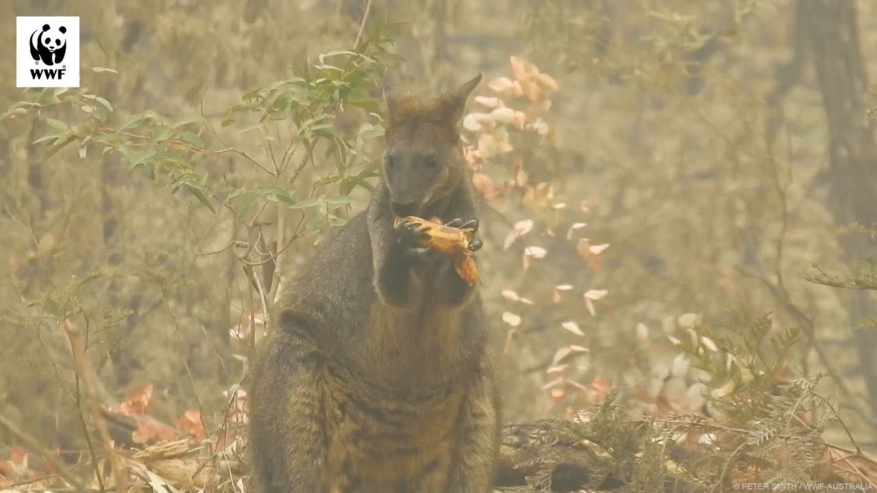 Food Drops for Starving Wildlife in Bushfire-Impacted Regions | WWF ...