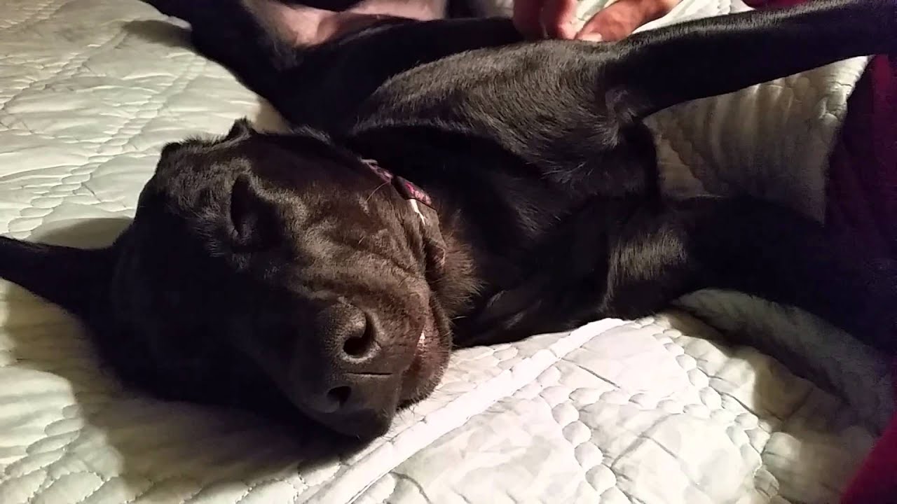 Zoe, one spoiled Lab - YouTube
