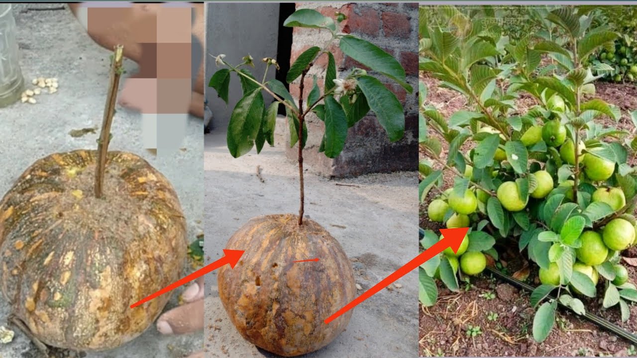 How To Grow Guava Tree Cutting Very Unique Techniques - YouTube