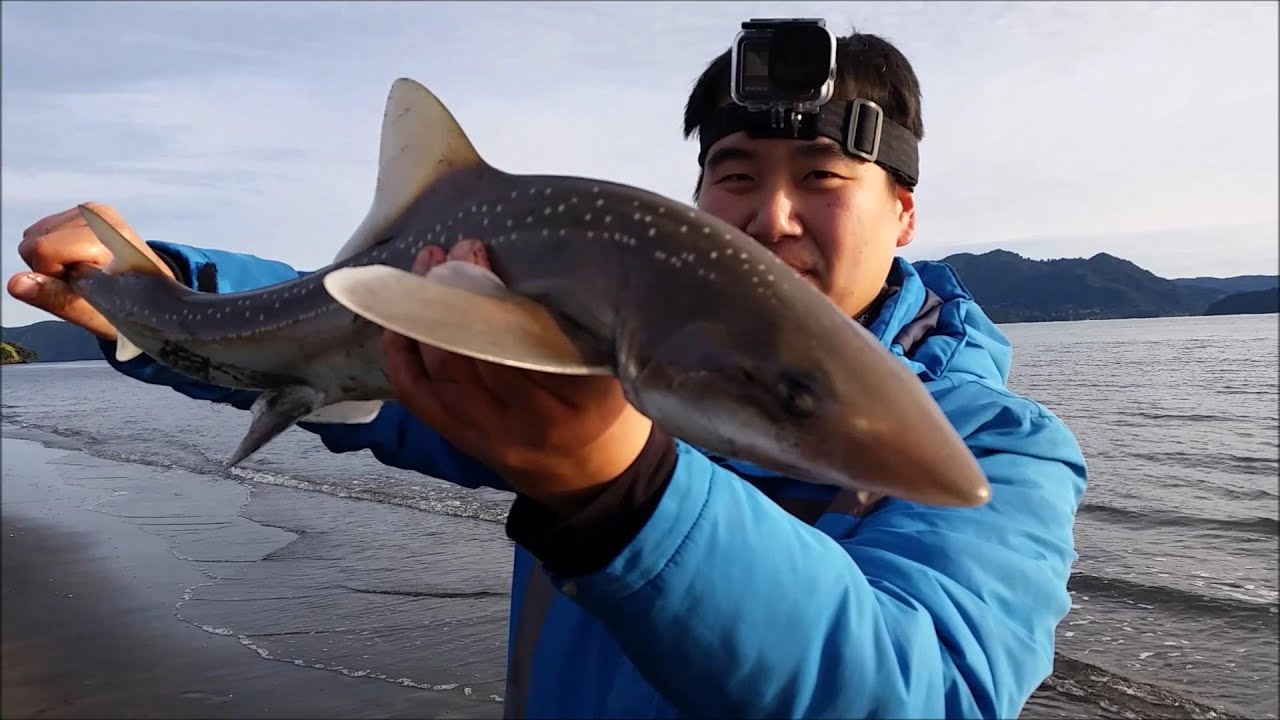 How do you fish for Smooth Hounds? (Basic Mini-Tutorial/Beach Fishing ...