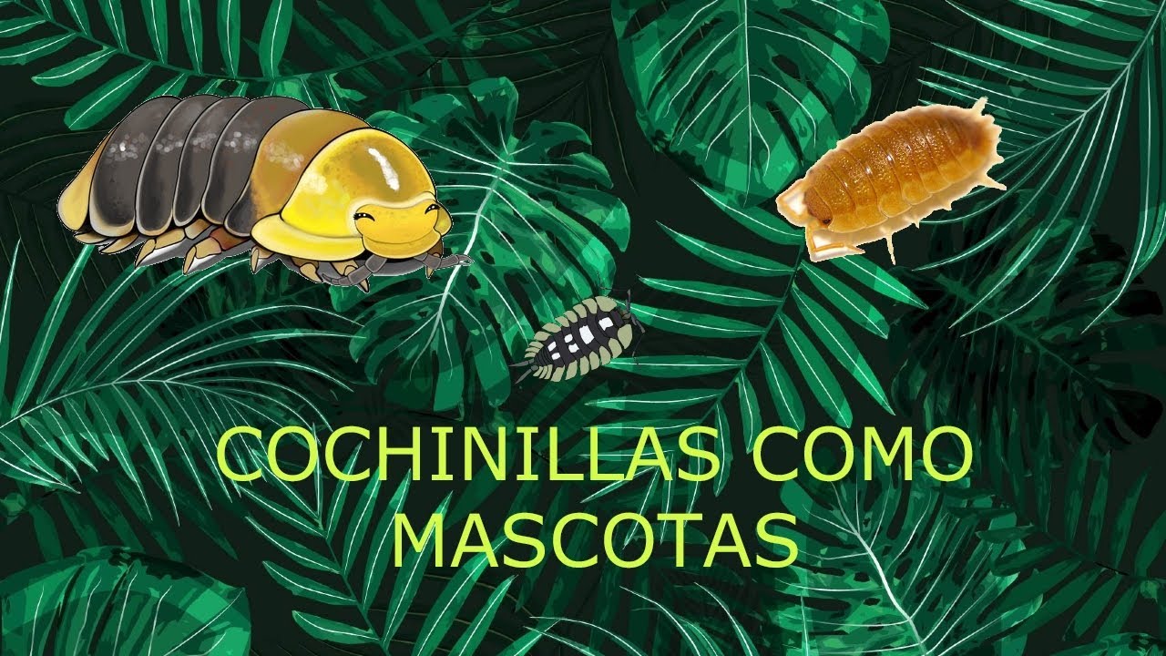 CRíA Y MANTENIMIENTO CULtiVO COCHIniLLA DE La Humedad 🐞( The BEST PET ...