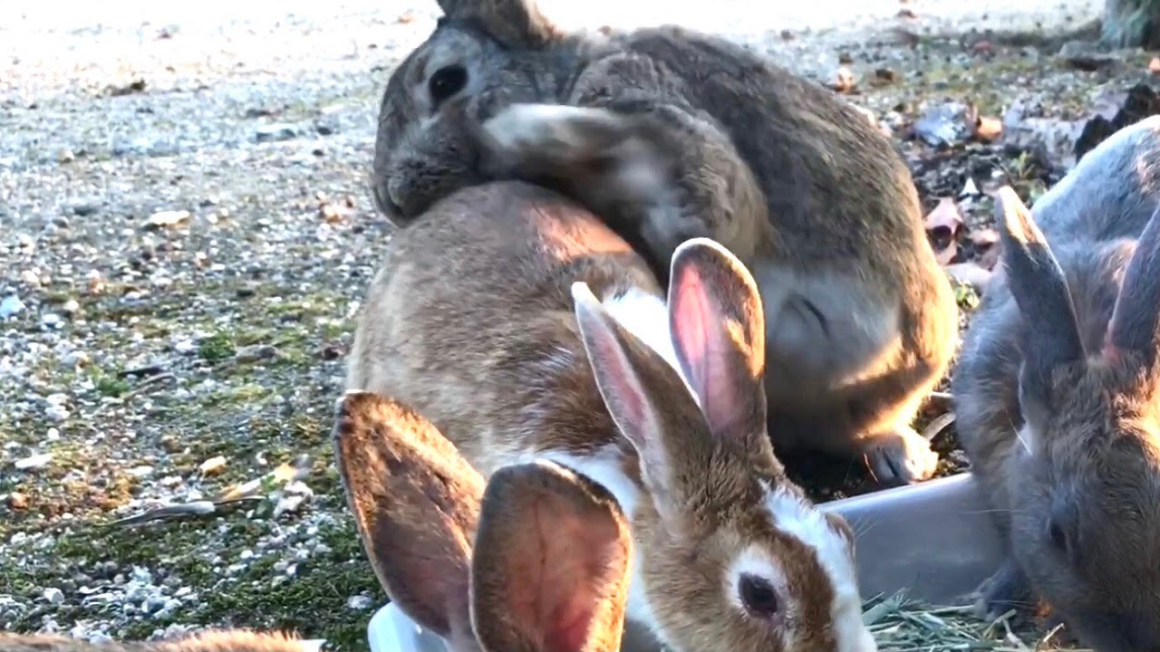 Rabbit attacking another rabbit's buttocks - YouTube