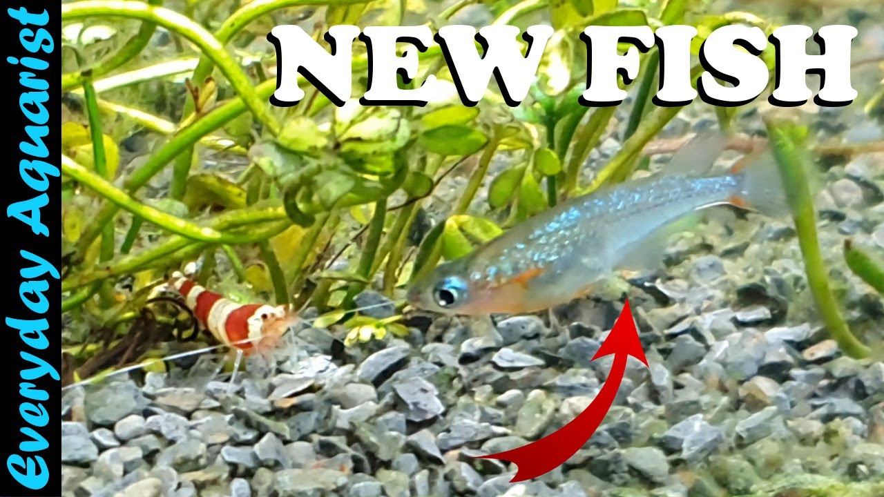 Nano Shrimp Tank Update: NEW FISH & ALGAE 😱 - YouTube