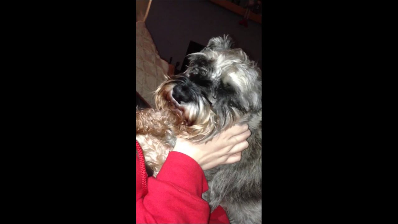 Dog making weird yawning noises - YouTube