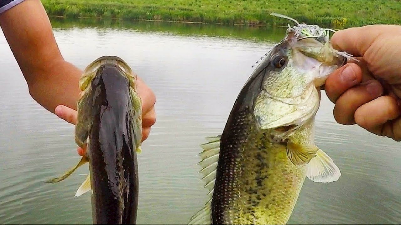 Bass Fishing a LOADED Farm Pond!! - YouTube