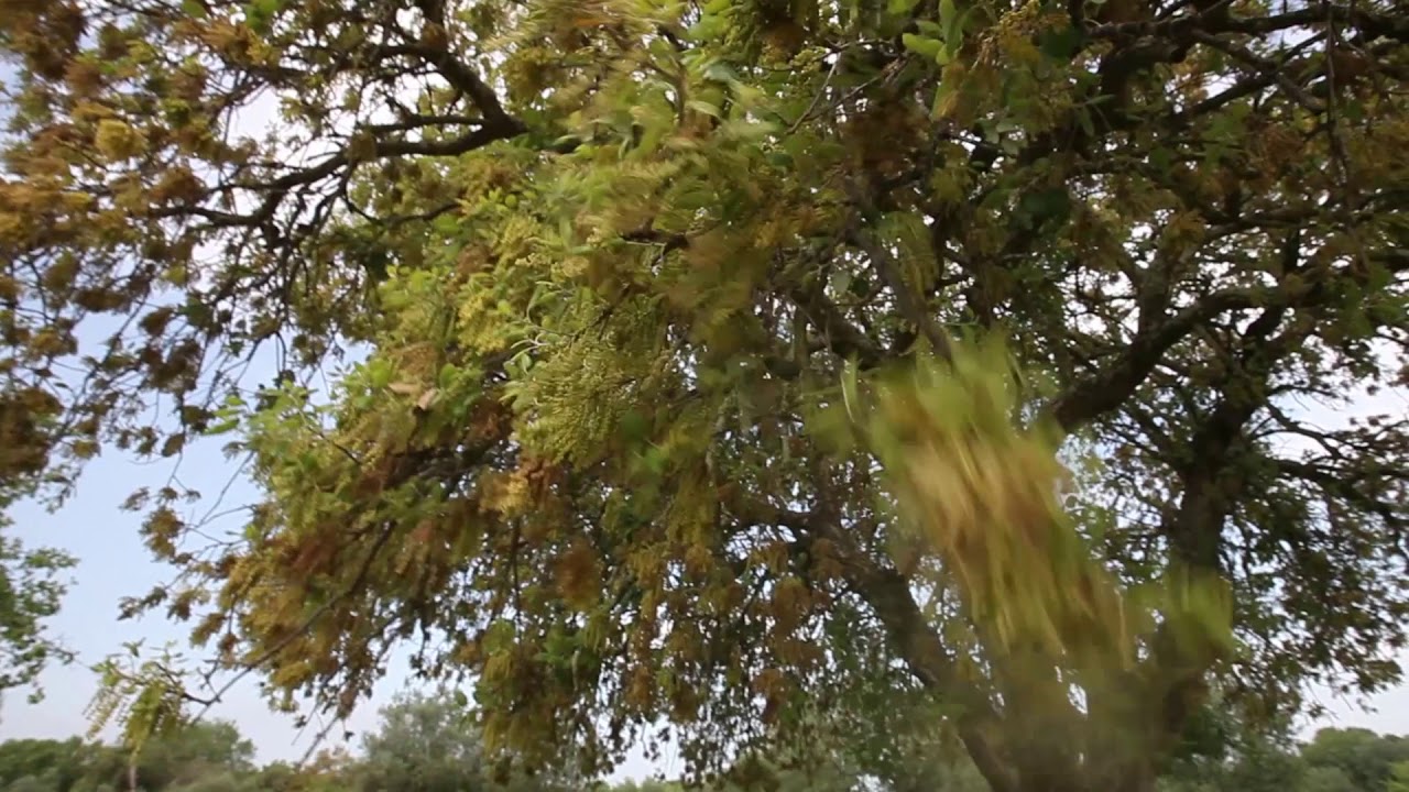 Cork oak tree pollen - YouTube