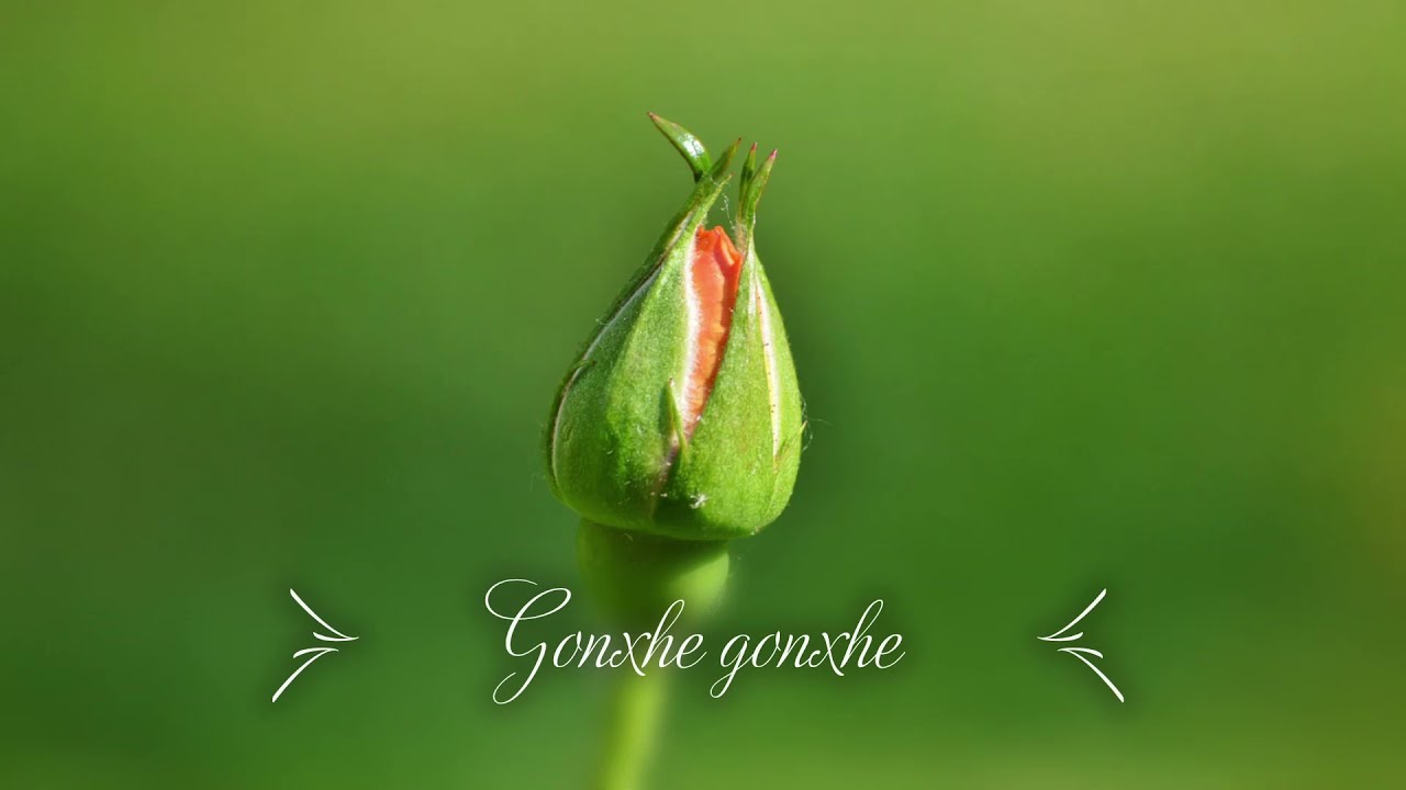 gonxhe gonxhe sa te du - YouTube
