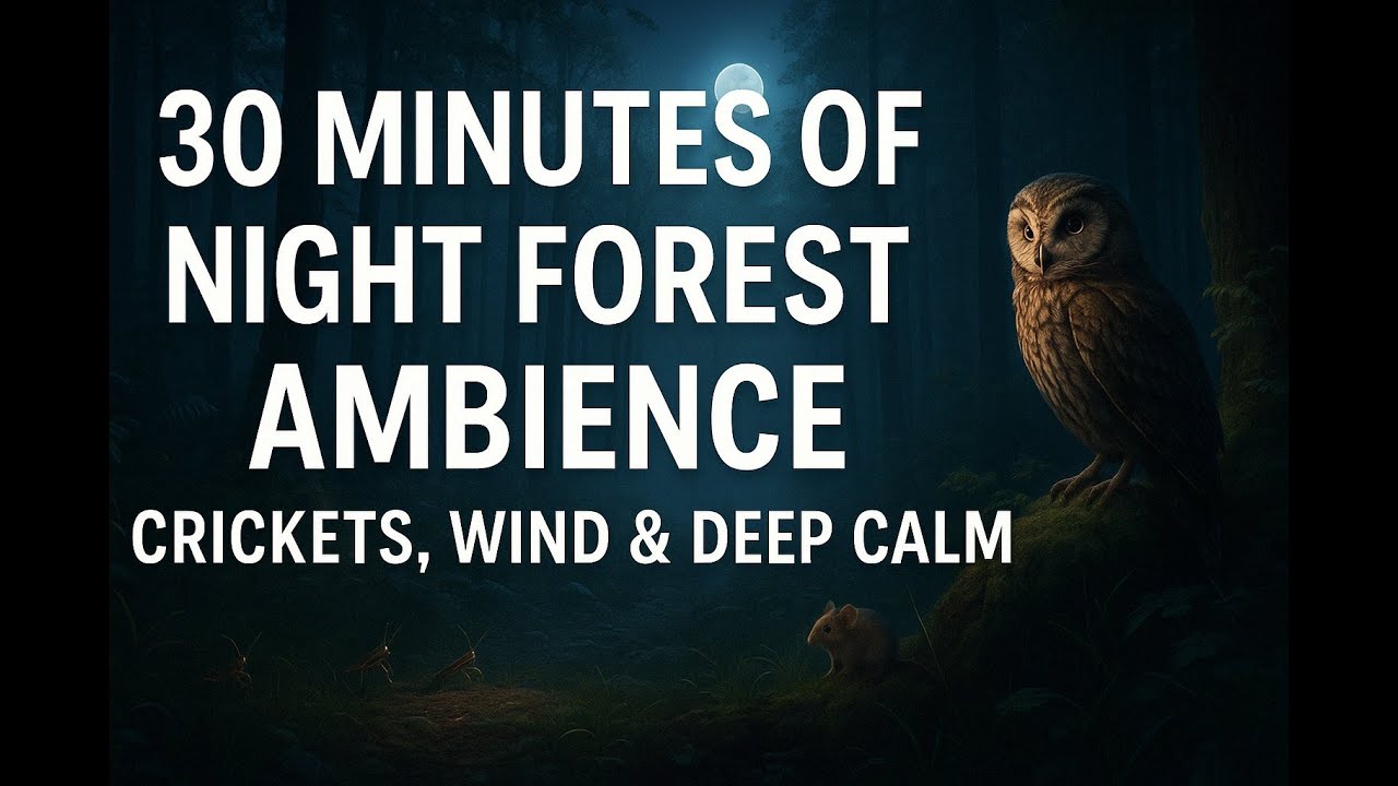 30 Minutes of Night Forest Ambience | Crickets, Wind & Deep Calm - YouTube