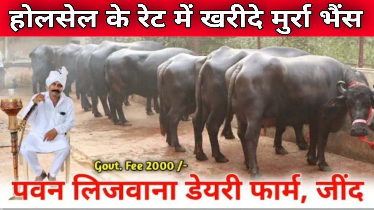 होलसेल के रेट में खरीदे टॉप क्वालिटी मुर्रा भैंस पवन लिजवाना डेरी फार्म ...