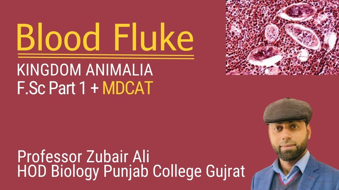 Blood flukes by Zubair Ali|Pre-Med&Entry test|Urdu/Hindi|Kingdom ...