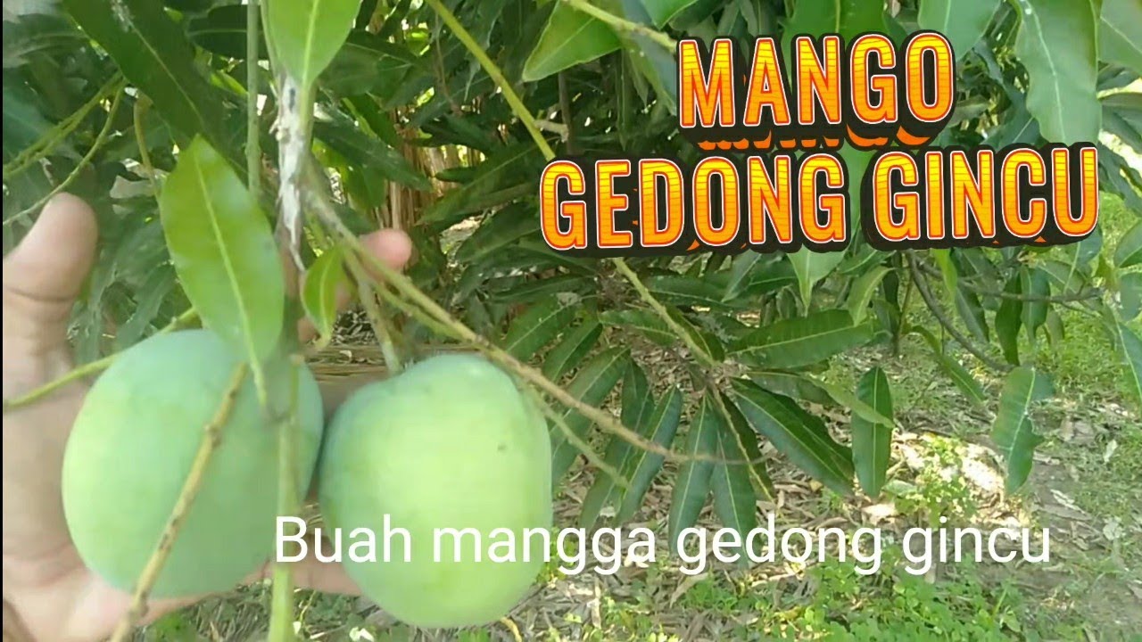 MANGO GEDONG GINCU ( buah mangga gedong gincu ). - YouTube