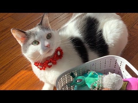 Sydney Cat Is Live! 🐈 - YouTube