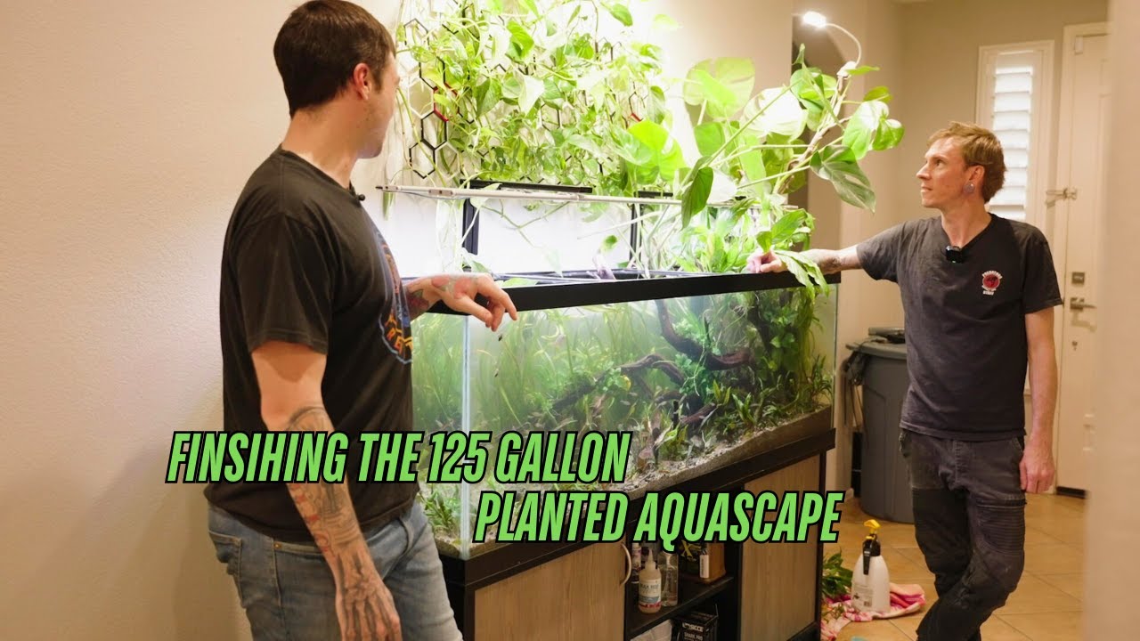 Planting & Adding Fish to the 125 Gallon Aquascape - Tutorial Part 2 ...