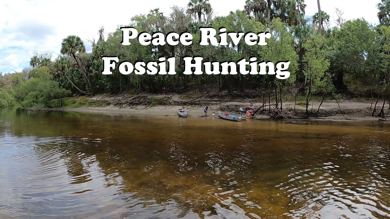 Peace River Fossil Hunting | Late Winter - YouTube
