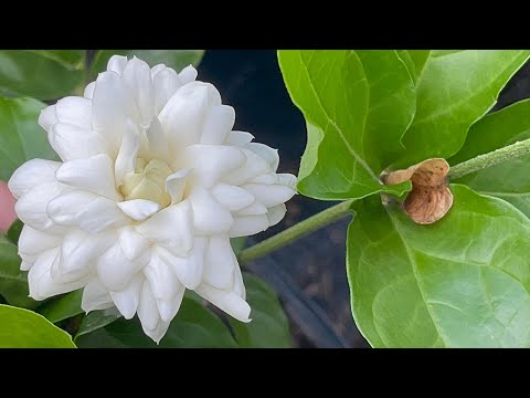 Is Grand Duke Jasmine bigger than all other jasmine varieties?@Myhomegarden-unlimited