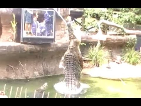 Crocodiles getting fed in Dreamworld at the Gold Coast. - YouTube