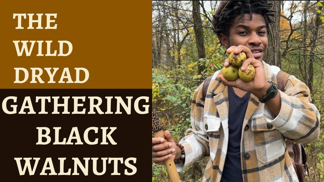 Foraging Black Walnuts 1 - YouTube