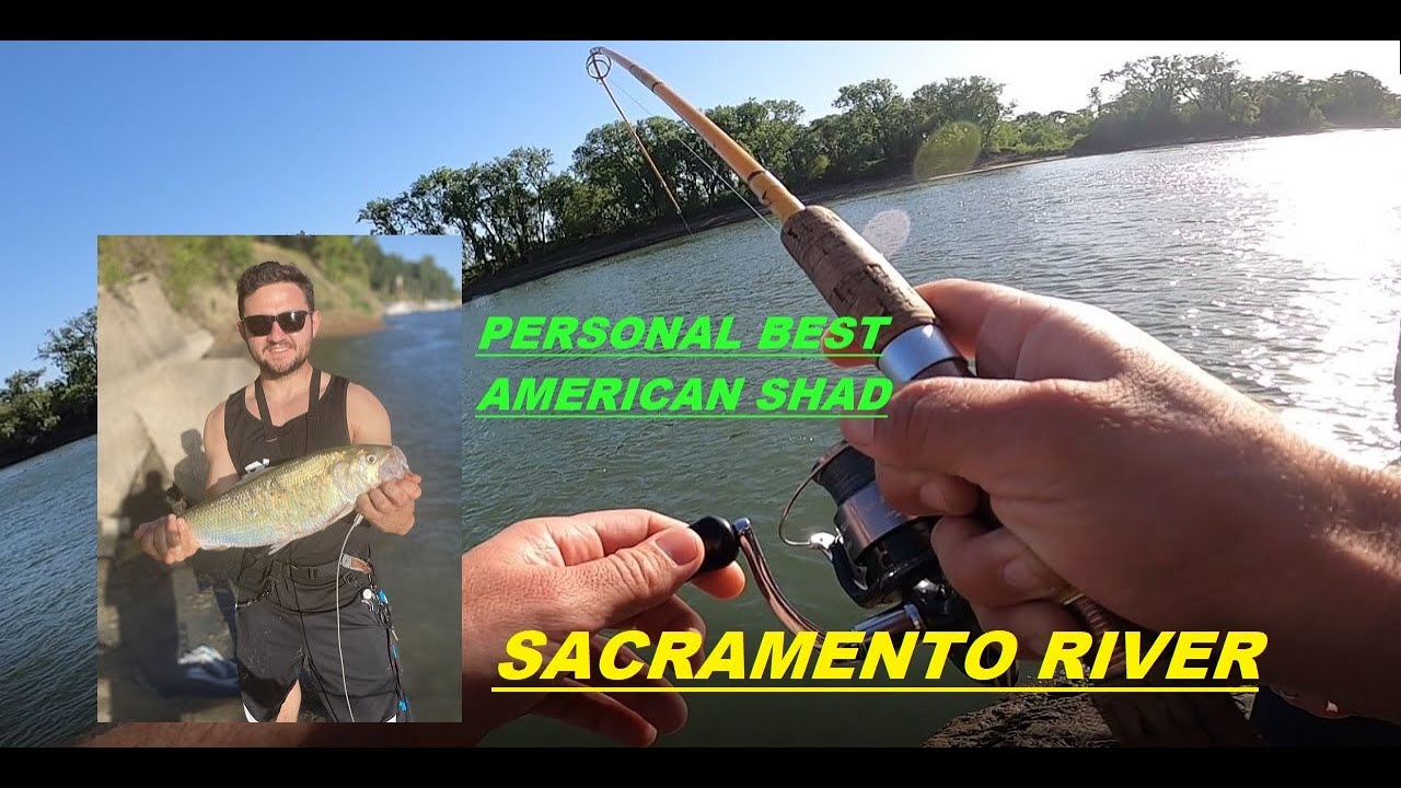 Sacramento Shad Fishing! HUGE 4lb American Shad on a "TINY" Pole! NEW ...
