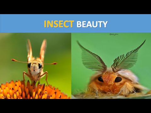 Insect Beauty | 25 Beautiful insects you can keep as a pet | # ...