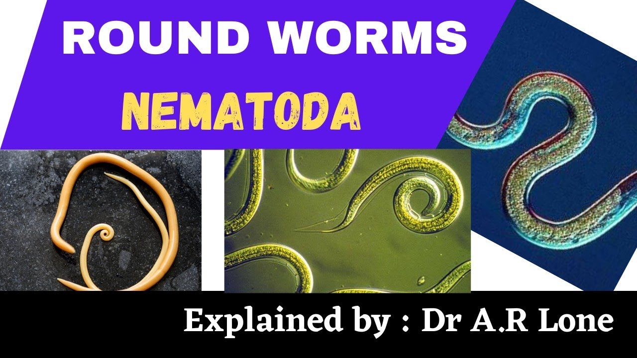 Nematoda Examples
