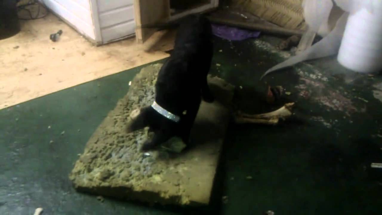 Cane Corso 14 weeks old Shadow puppy (look at his eyes) 22 kilo - YouTube