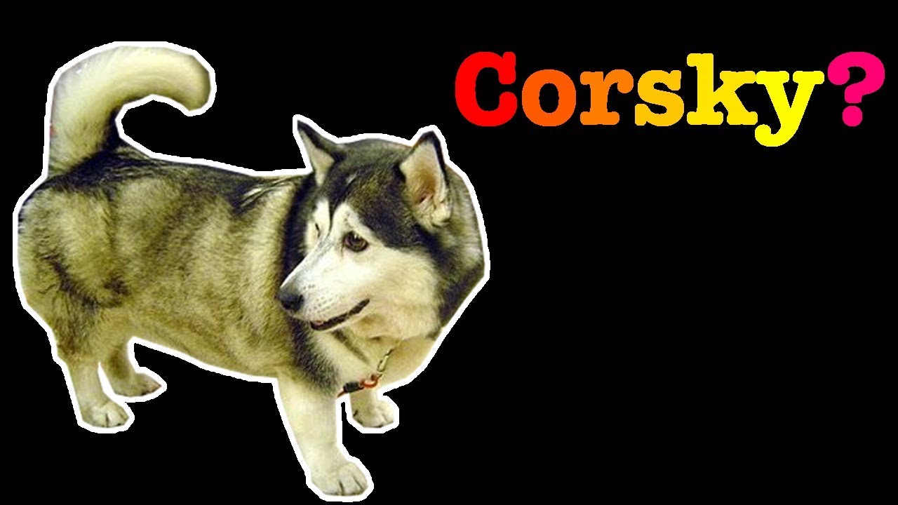 Husky + Corgi = Corsky? - YouTube