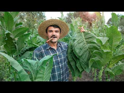 Homegrown Cuban Tobacco: Harvest Day & Leaf Fermentation