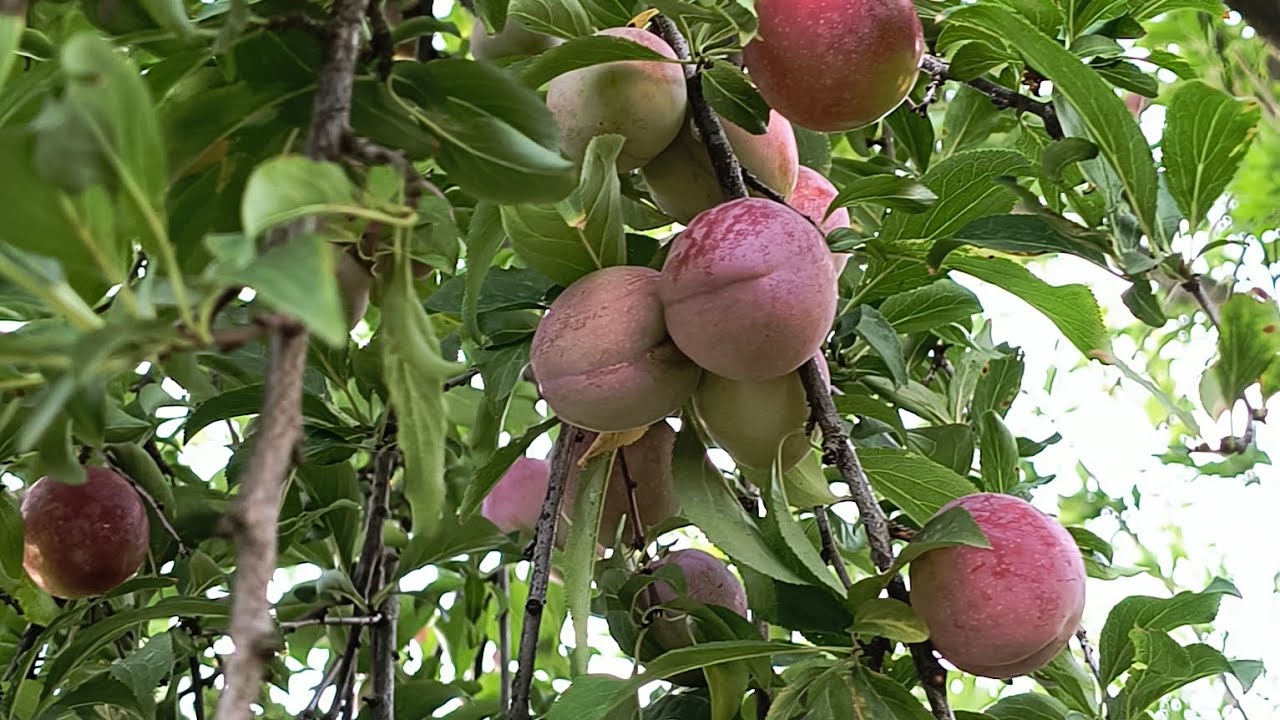 Himachali Plum on Tree, Nature at Home: Sounds of Birds, Peacocks ...