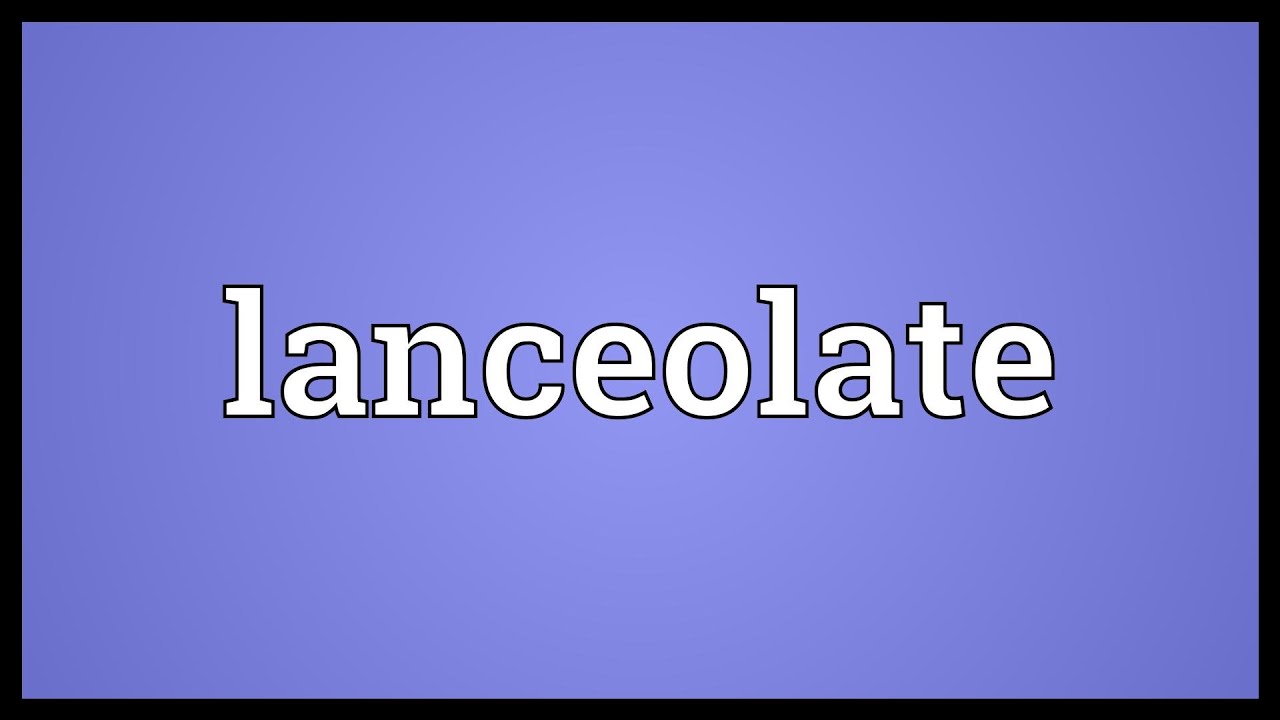 Lanceolate Meaning - YouTube