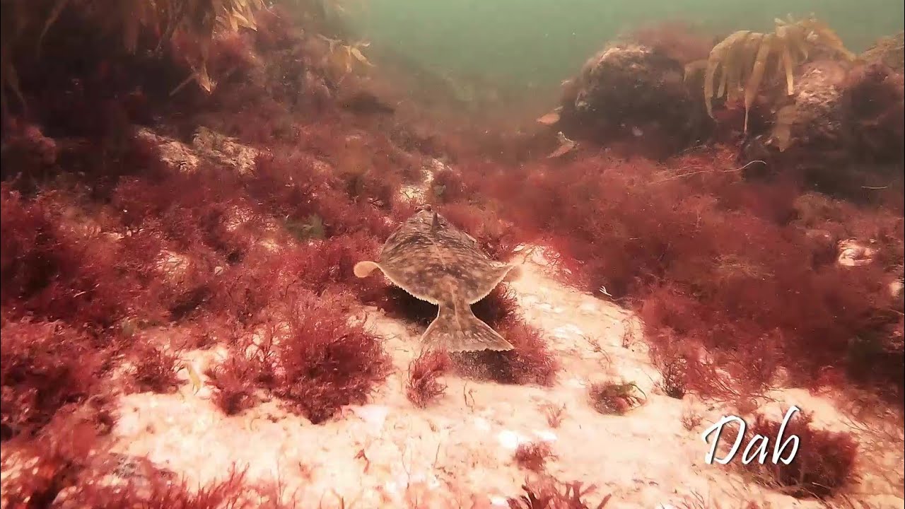 Creevy Pier Freediving - YouTube