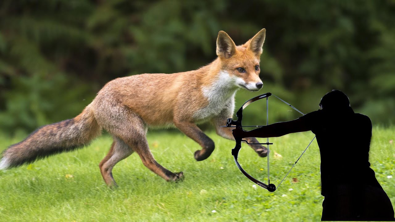 It will be easy if hunting red fox by Snapp gun, but ...