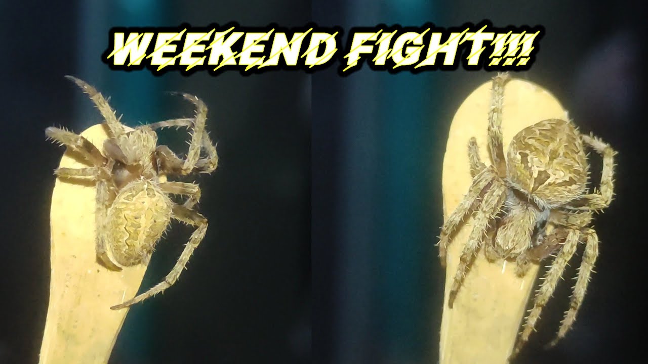 Gagamba Fight Weekend Highlights!!!! - YouTube