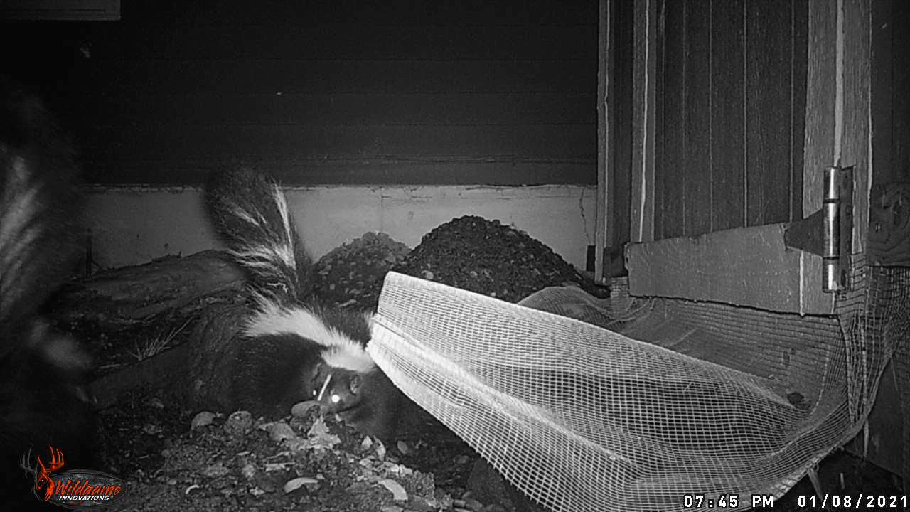 Fat large skunk Tualatin Oregon. Allied pest and wildlife 503-810-3167 ...