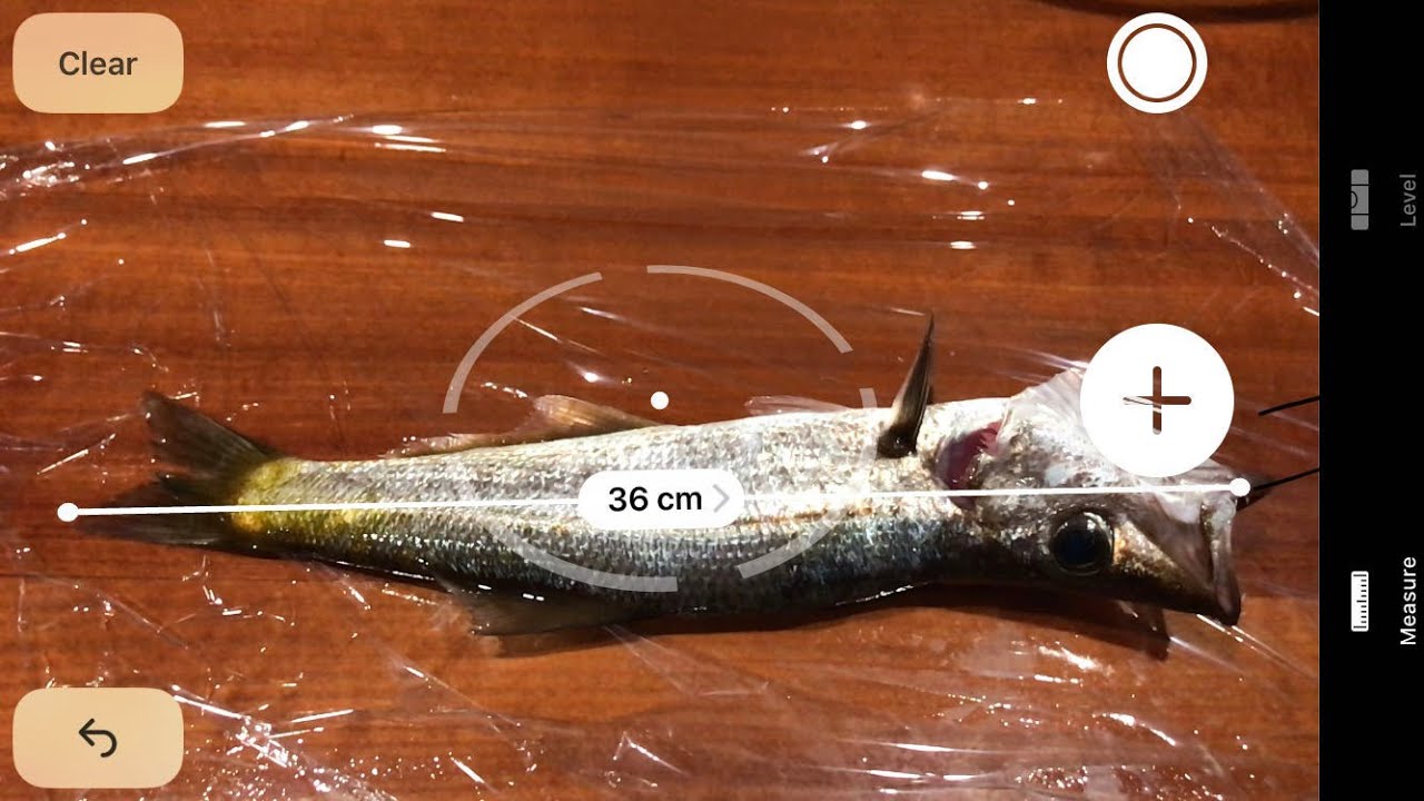 Pike Longfin new Record 1080P 60FPS - YouTube