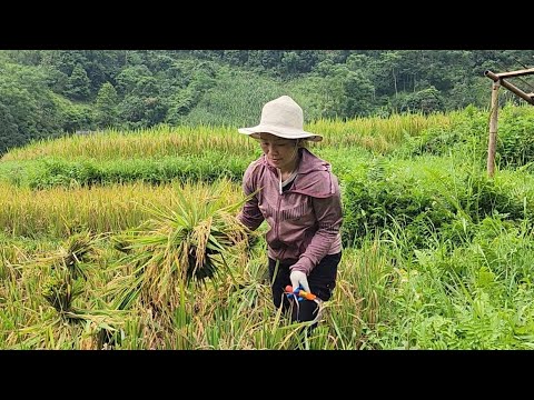 golden rice crop, from cutting rice, gathering rice, threshing rice ...
