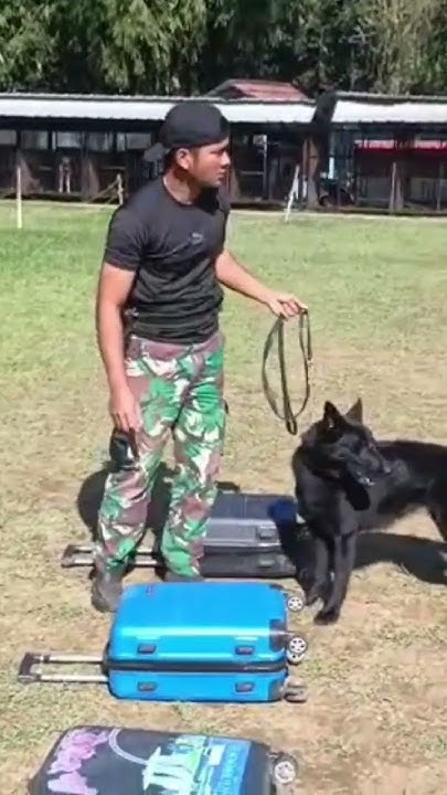 Latihan Pencarian bahan Peledak di dalam Koper dengan Anjing Herder K-9 - YouTube